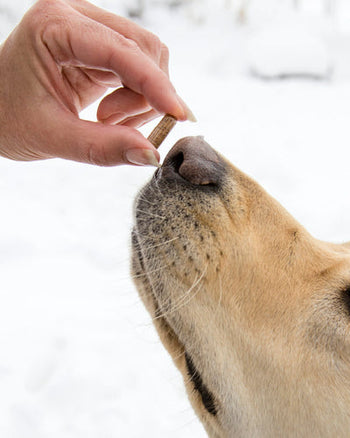 5 Tips For How To Give A Dog A Capsule - Earth Buddy – Earth Buddy Pet