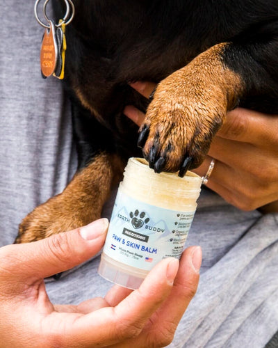 How to Help Relieve Dry Dog Paws - Earth Buddy – Earth Buddy Pet
