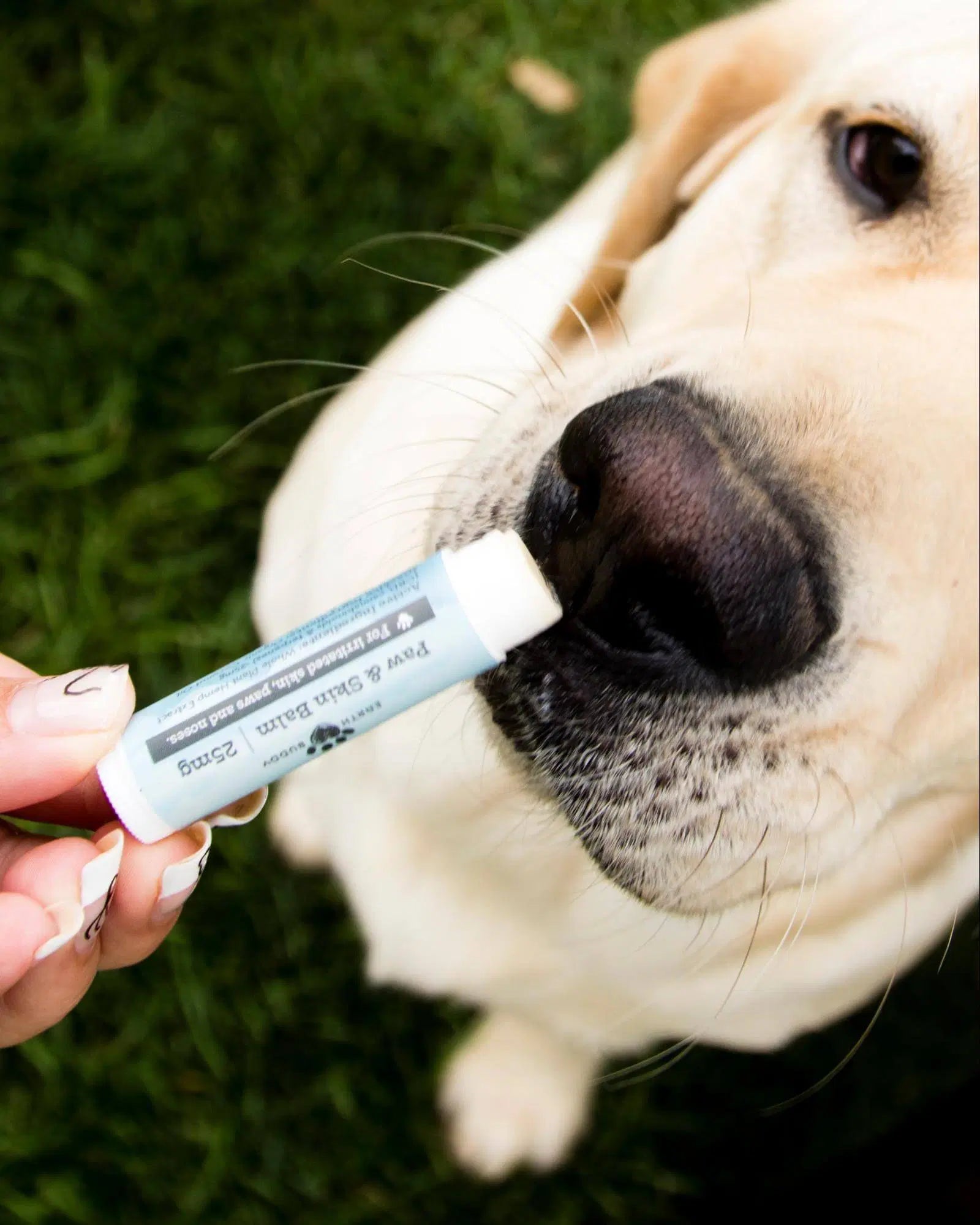 High-Quality, Organic CBD Skin, and Paw Balm - Earth Buddy – Earth ...