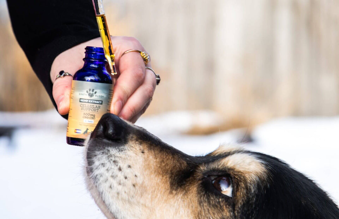 Understanding CBG for Pets: Cannabis Science & Benefits | Earth Buddy ...