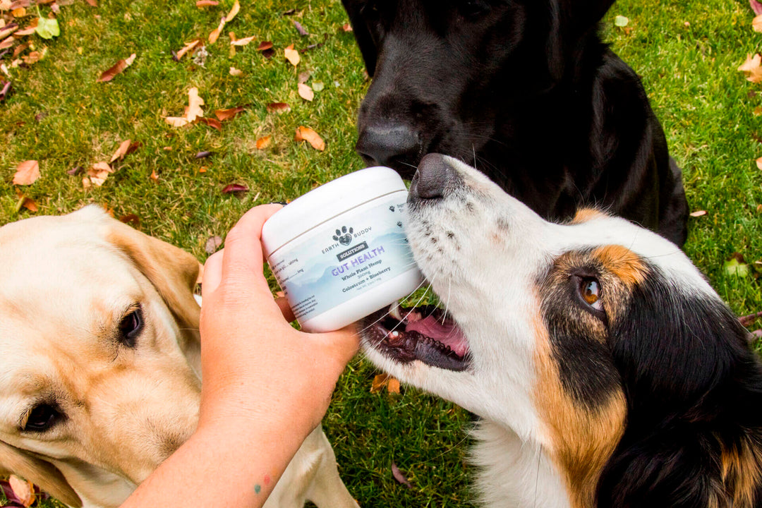 Bovine Colostrum for Pets: Benefits, Research, & More – Earth Buddy Pet